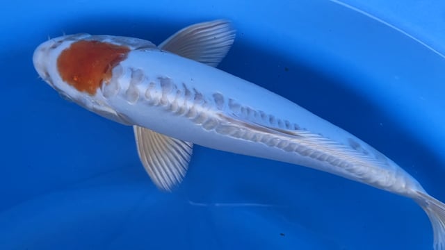 Online Koi Veiling - Koicentrum Sneek