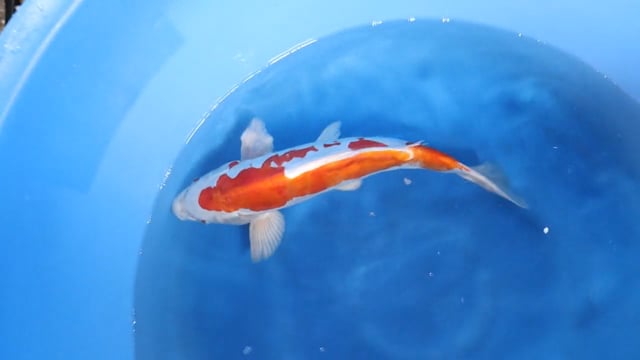 Alle Koi Veilingen - Nr. 1 Koi Veiling - Onlinekoiveiling.nl